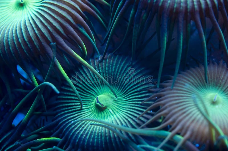 Groene poliepen stock foto. Image of anemoon, bescherm - 10360806