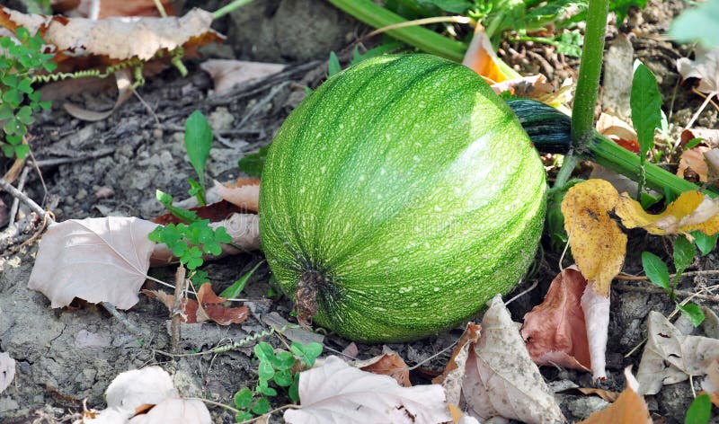 Groene pompoen stock foto. Image of achtergrond, ingrediënt - 26858474