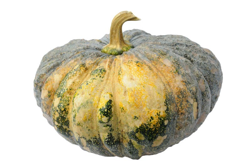 Groene pompoen stock foto. Image of gastronomisch, landbouw - 33734128