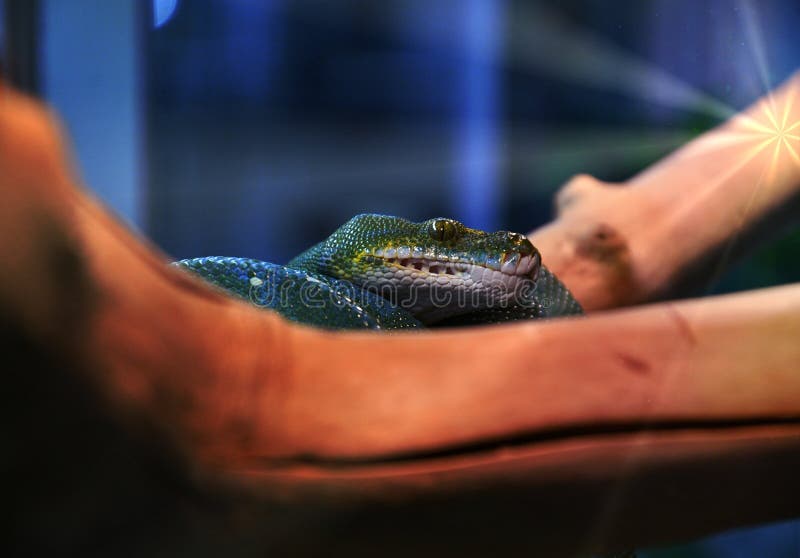 Groene Python of Boom Python Lati. Morelia Viridis Stock Foto - Image ...