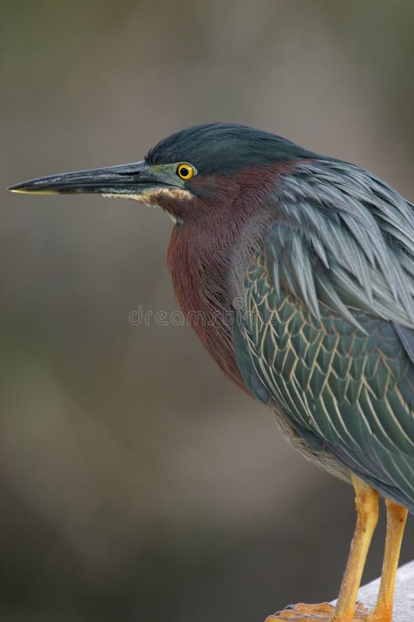Groene reiger stock foto. Image of parken, groen, dieren - 1258928