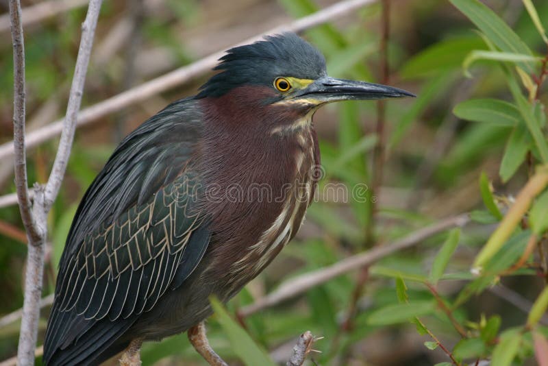 Groene reiger stock afbeelding. Image of kruid, parken - 1258945