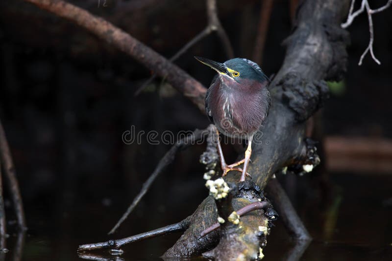 Groene Reiger stock afbeelding. Image of florida, staar - 13771689