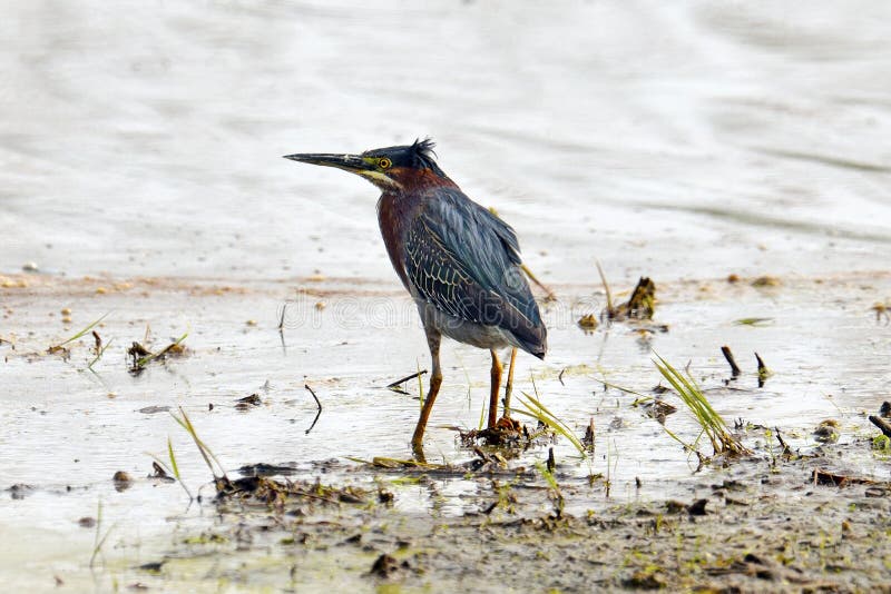 Groene Reiger stock afbeelding. Image of status, nave - 19491369