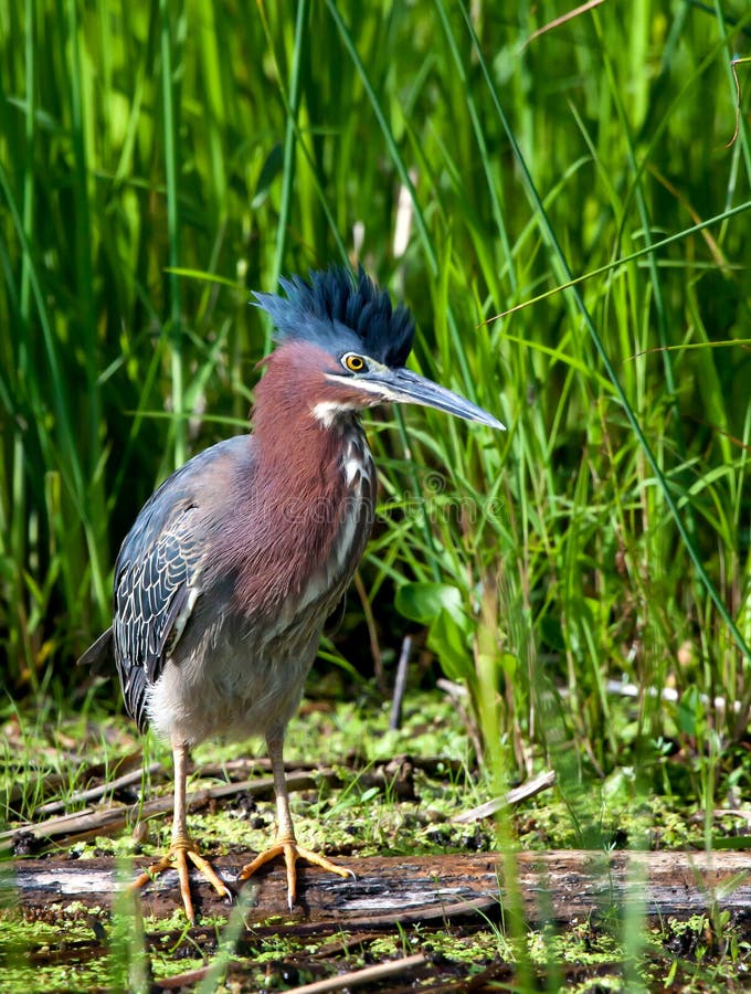 Groene Reiger Die Naar Het De Volgende Maaltijd Van ` Zoeken S Bij De ...