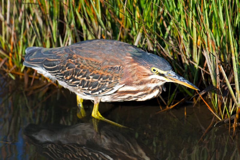 Groene Reiger stock foto. Image of meer, baai, kruid - 26743048