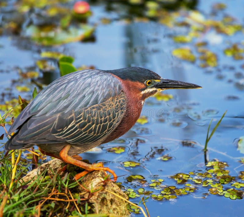 Groene reiger stock foto. Image of verenigd, blauw, ornithologie - 36846824