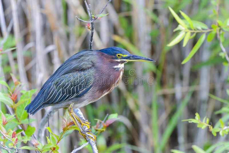 Groene reiger stock foto. Image of parken, groen, dieren - 1258928