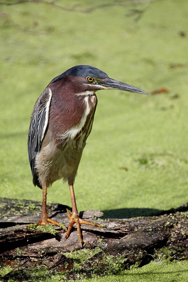 Groene Reiger (Butorides Virescens) Stock Foto - Image of water, reiger ...