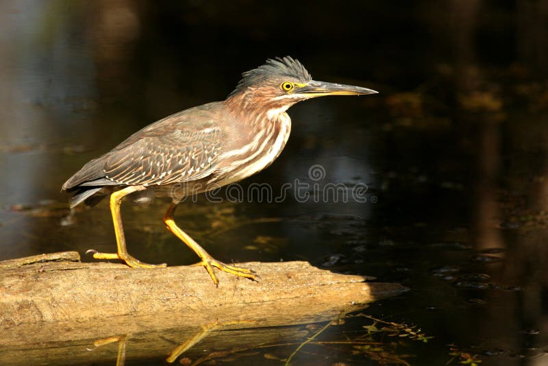 Groene Reiger in Florida Everglades Stock Afbeelding - Image of groen ...