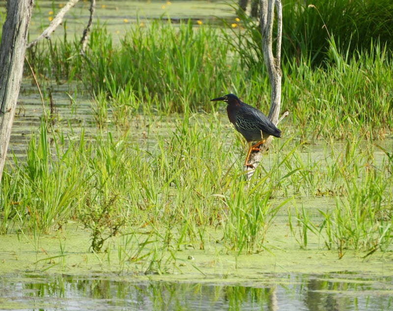 Groene Reiger in Het Natuurlijke Moeras Plaatsen Stock Afbeelding ...