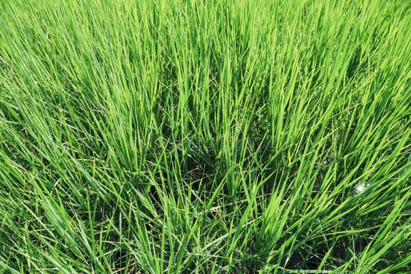 Groene rijst stock foto. Image of groen, cultuur, nave - 102580366