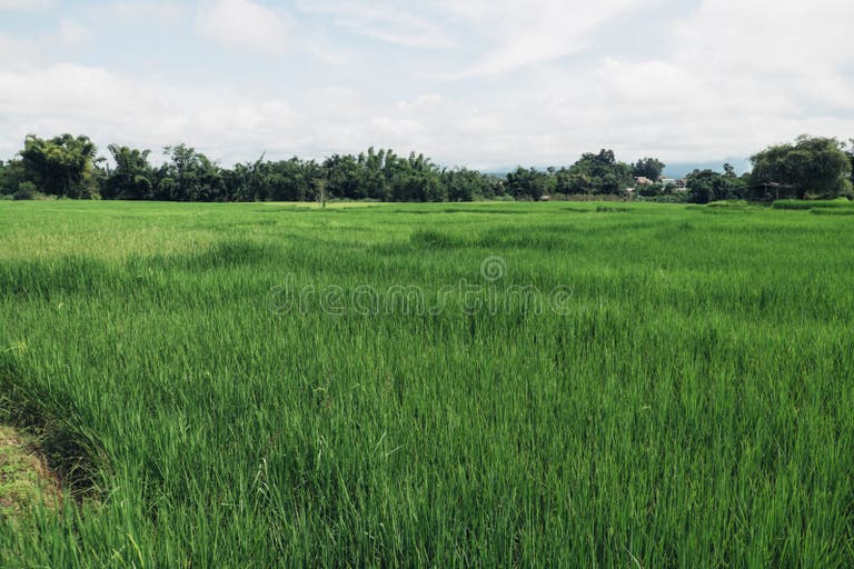 Groene rijst stock foto. Image of rijst, landelijk, nave - 102580516