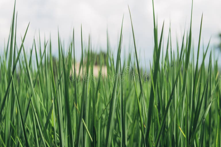 Groene rijst stock foto. Image of landbouw, azië, landelijk - 102580758