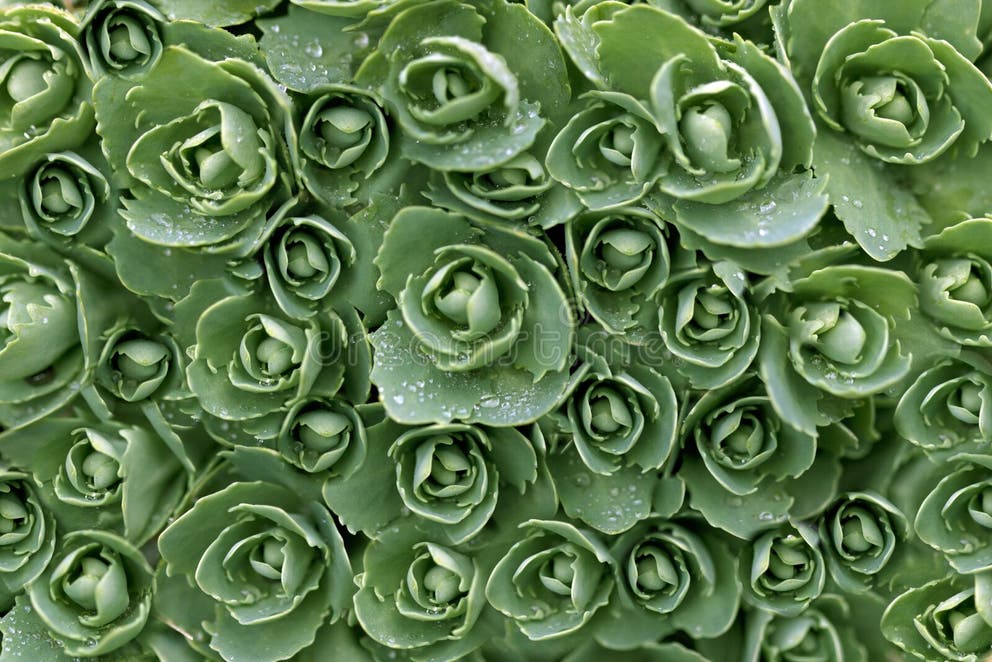 Groene rozen stock foto. Image of groen, landschap, tuin - 39668042