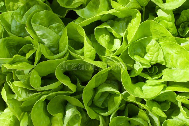 Groene sla stock afbeelding. Image of voedsel, textuur - 5364197