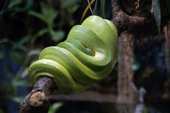 Groene slang 1 stock foto. Image of huisdier, naughty - 1370616