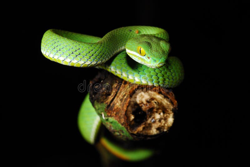 Groen, slang, reptiel vector illustratie. Illustration of dieren - 17128410