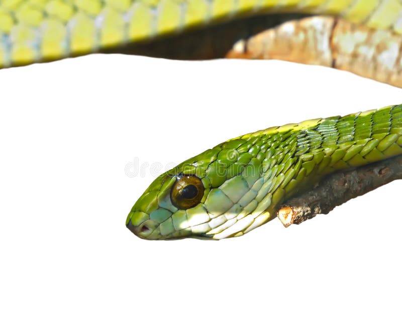 De Groene Slang Van Kattenogen Stock Foto - Image of geel, reptiel ...