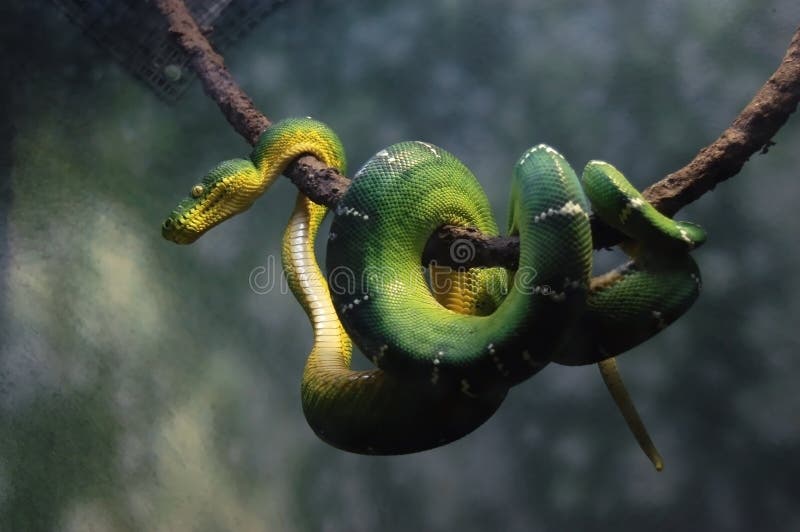 Slang-smaragdgroene Boomboa Stock Afbeelding - Image of buiten, reptiel ...