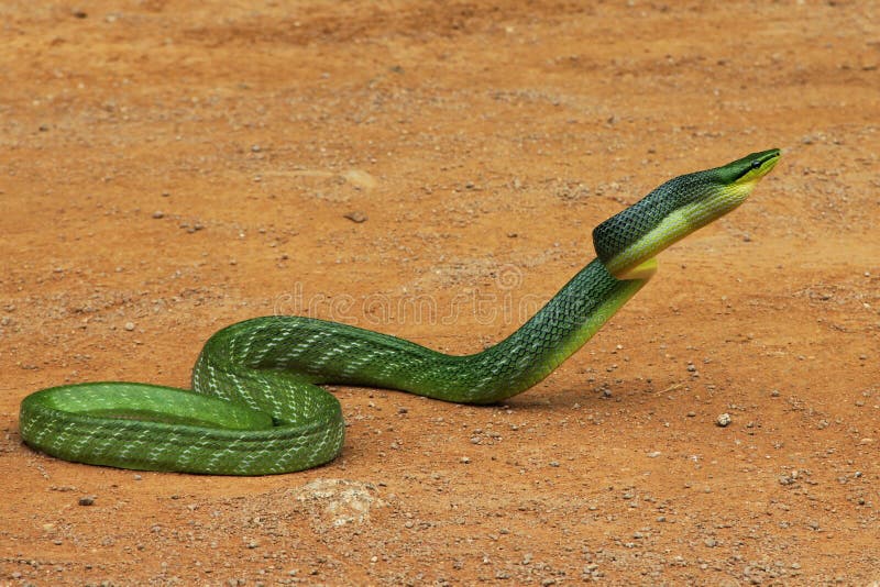 Groene slang stock foto. Image of sluit, onschadelijk - 18001742