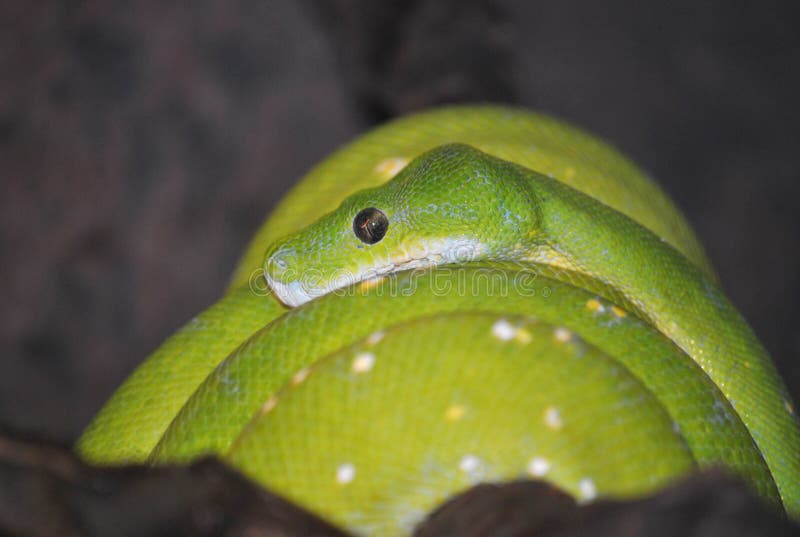 Groene slang stock afbeelding. Image of vlokken, dier - 21477821