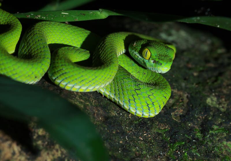 Groene Slang stock foto. Image of nave, glad, jager, amazonië - 23115338