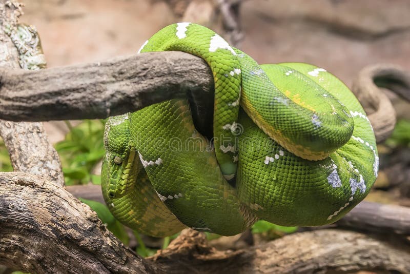 Groene Slang Opgerold Op Een Tak Stock Afbeelding - Image of gevaar ...