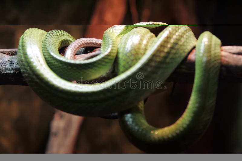 Groene Slang stock afbeelding. Image of dieren, leugen - 3877777