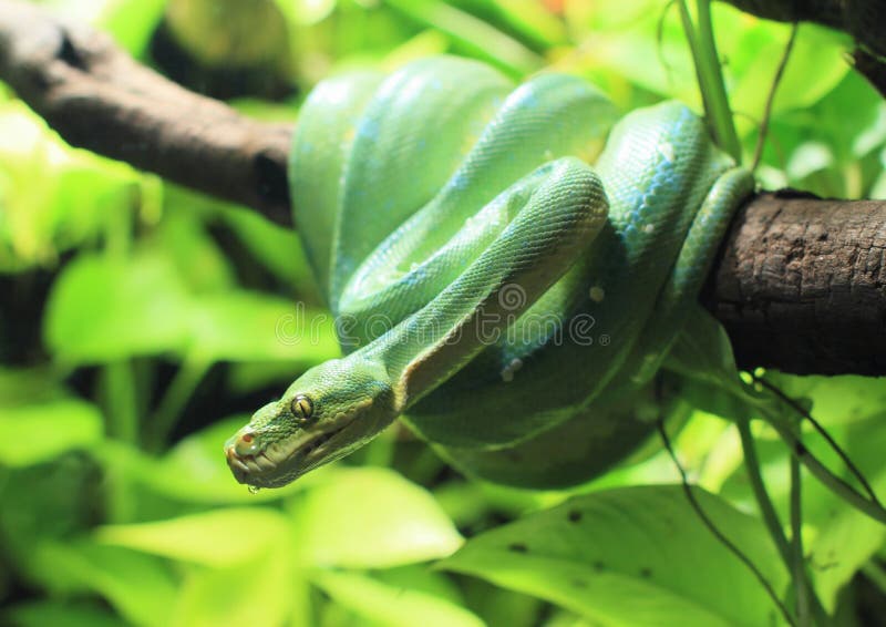 Groene Slang Opheodrys Grote Volwassene Die Tegen Zwarte Achtergrond Op ...