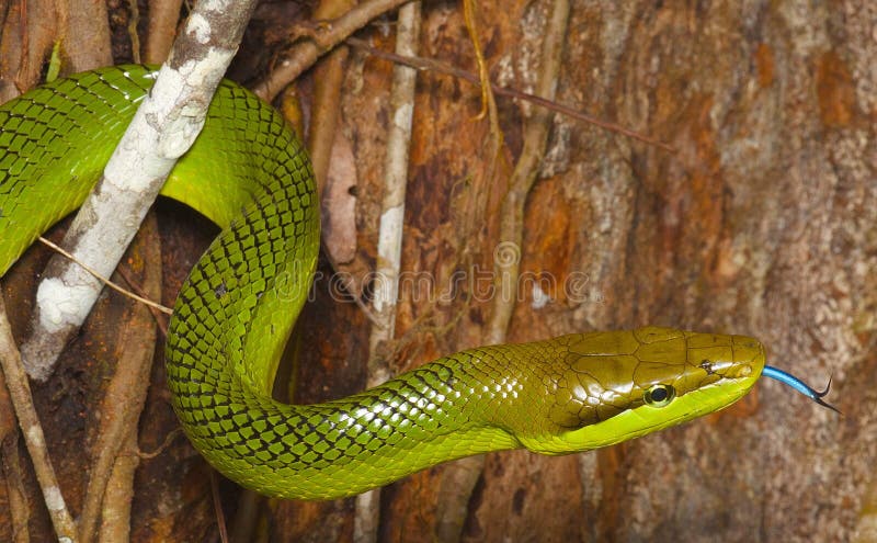 De Groene Slang Van Kattenogen Stock Foto - Image of geel, reptiel ...