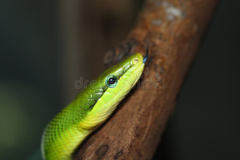 GROENE SLANG stock afbeelding. Image of verdedigings - 10407725