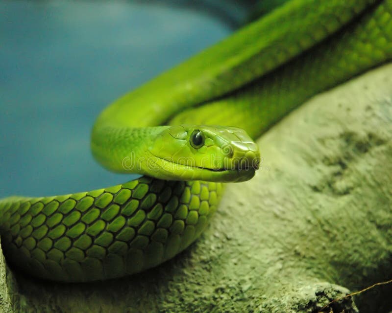Een Groene Slang Genoemd Gouden Boomslang, Overladen Vliegende Slang ...