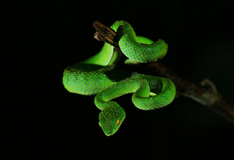 Een Groene Slang Genoemd Gouden Boomslang, Overladen Vliegende Slang ...