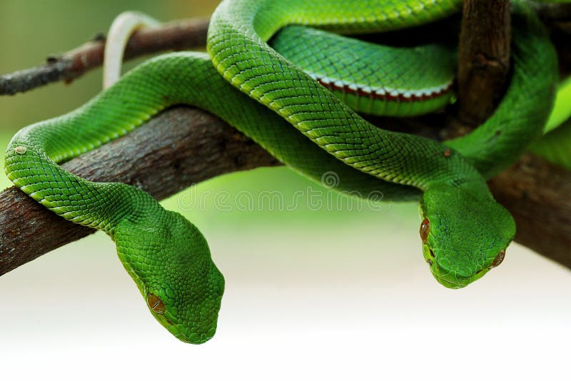 GROENE SLANG stock foto. Image of jager, groen, verdedigings - 6008544