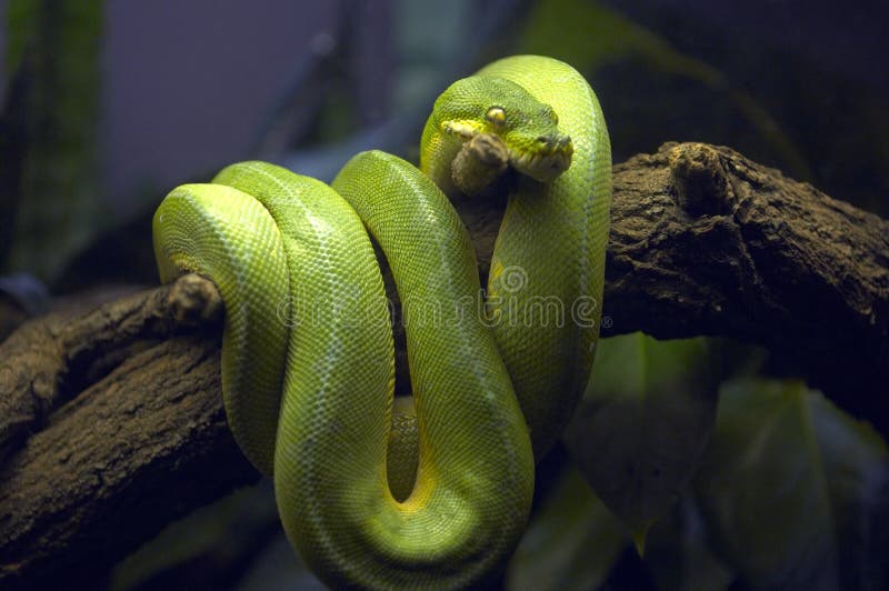 Groene Slang In Boomtak Picture. Image: 1963808