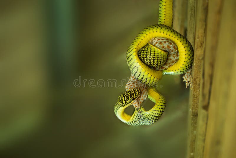 Groene Slang Die Gekko Eten Stock Foto - Image of tuin, achtergrond ...