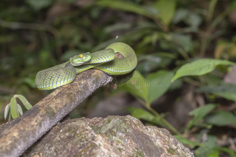 Groene slang in regenwoud stock foto. Image of tropisch - 135784412