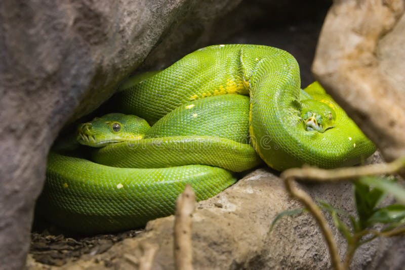 Groene Slangen stock foto. Image of groen, takjes, installaties - 1258748