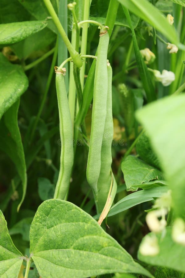 Groene snijboon stock afbeelding. Image of plantaardig - 32231141