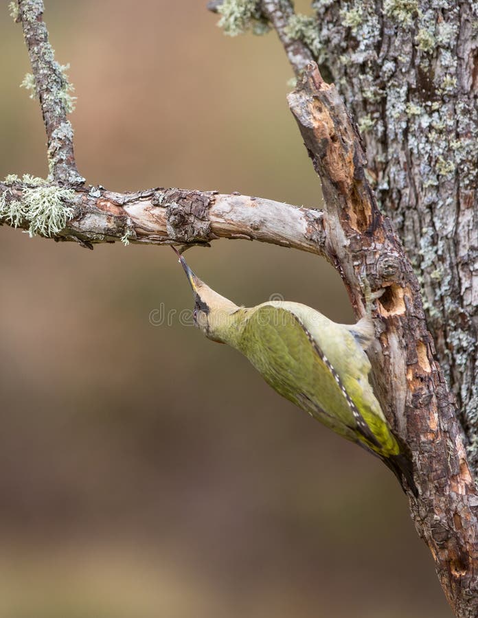 Groene Specht stock foto. Image of schepsel, gaten, aangepast - 29388262