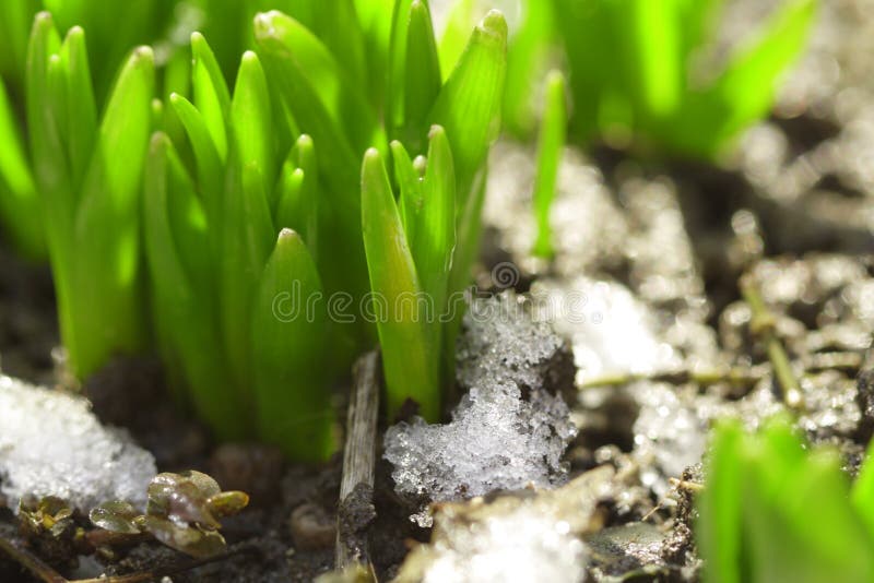 Groene spruit stock foto. Image of bloem, enkelvoudig - 17998238