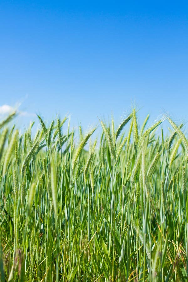 Tarwe stock foto. Image of stam, installatie, landelijk - 31965584