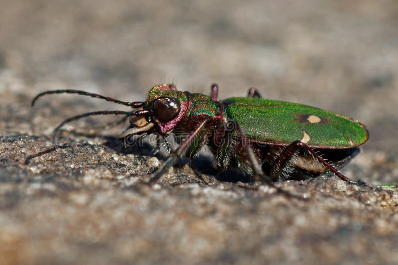 De Groene Kever Van De Tijger (campestris Cicindela) Stock Afbeelding ...