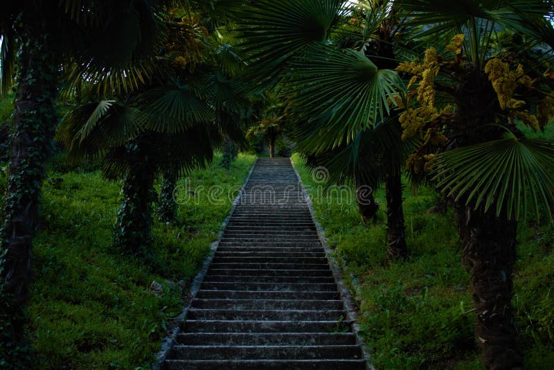 Groene trap stock foto. Image of installatie, tuin, duisternis - 219421232