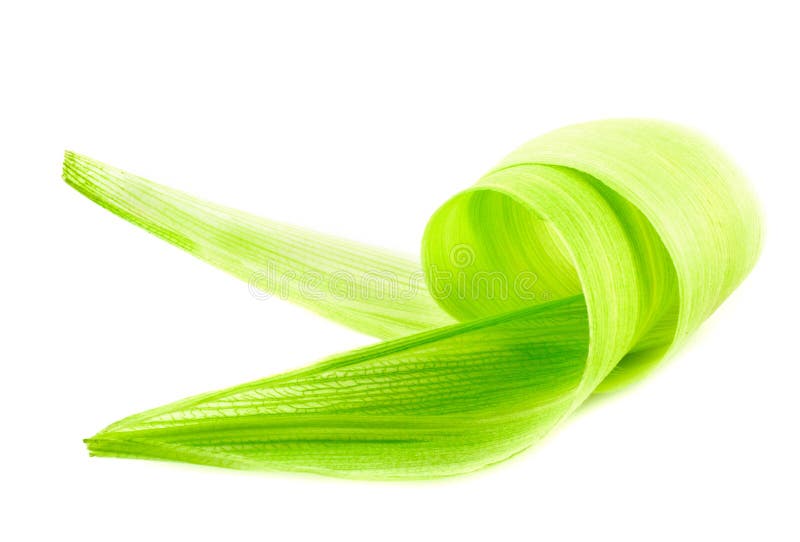 Groene krul stock afbeelding. Image of gebladerte, geïsoleerd - 12195171