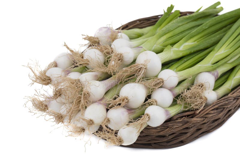 Groene ui stock foto. Image of kruiden, blad, salade - 105743244