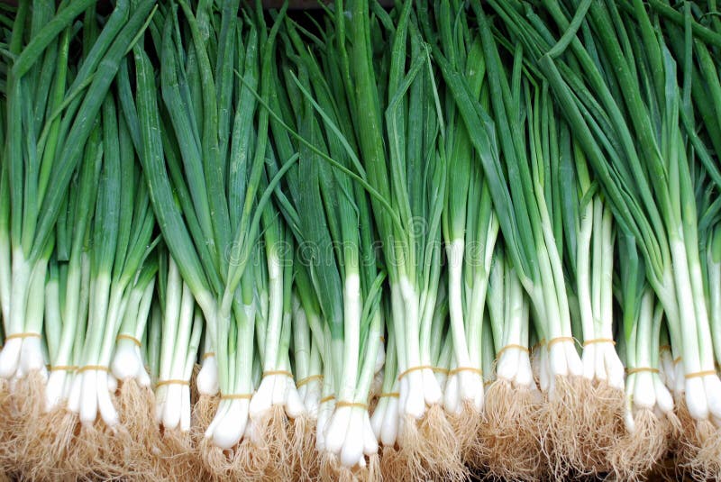 Groene Ui stock afbeelding. Image of lente, sjalot, plantaardig - 12343717