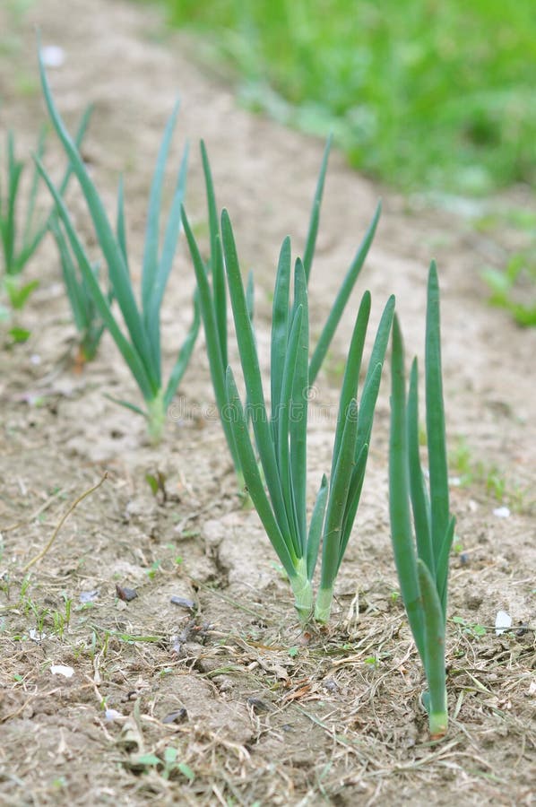 Groene ui stock foto. Image of landbouwbedrijf, grond - 31130228