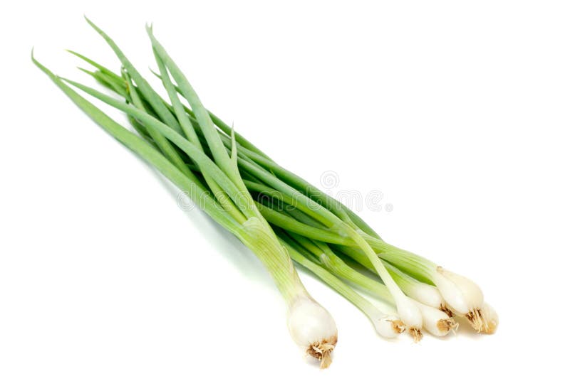 Lente-ui stock foto. Image of vers, voorwerpen, kruiden - 31607126